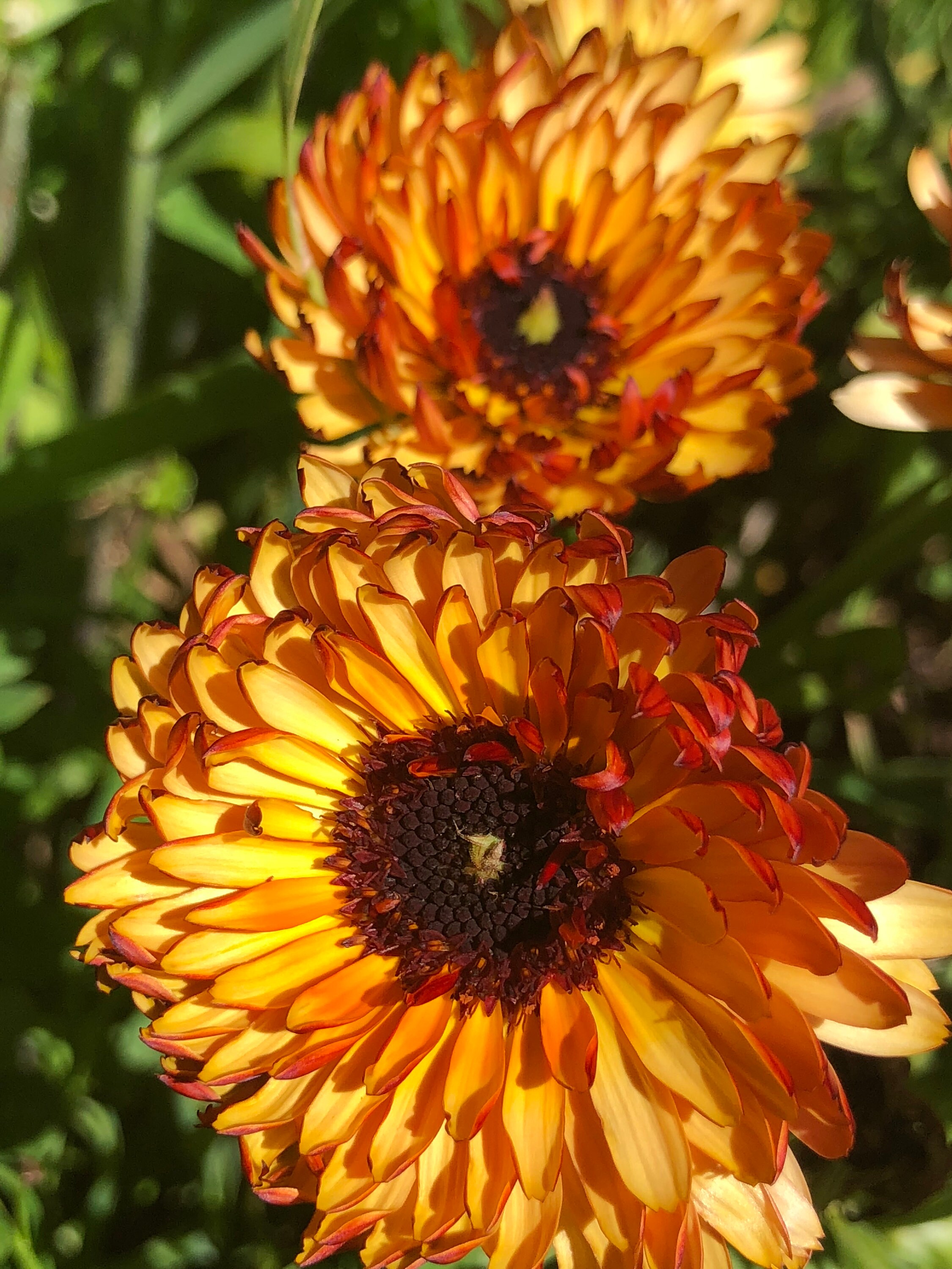 Calendula Mix - Etsy