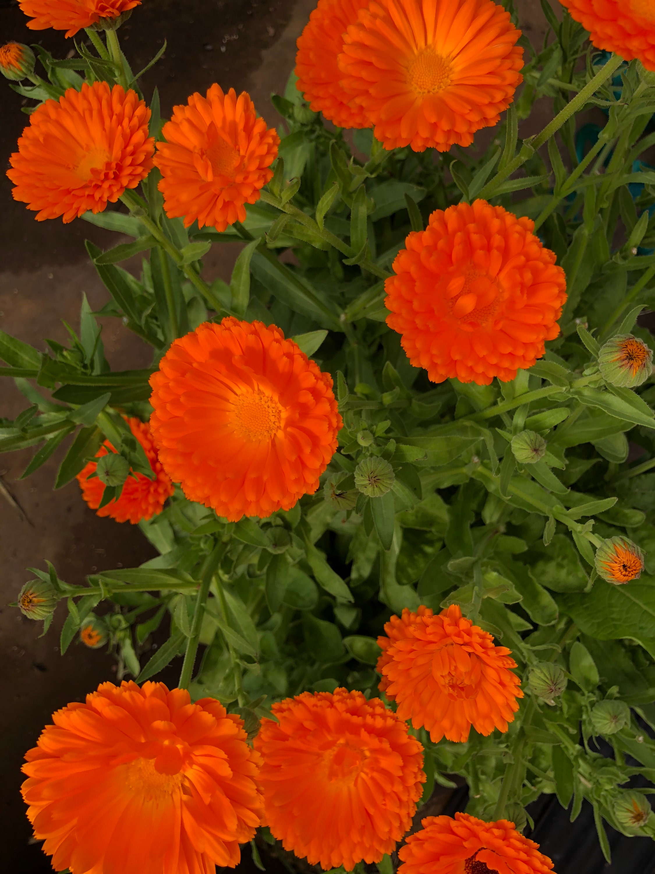 Calendula Mix - Etsy