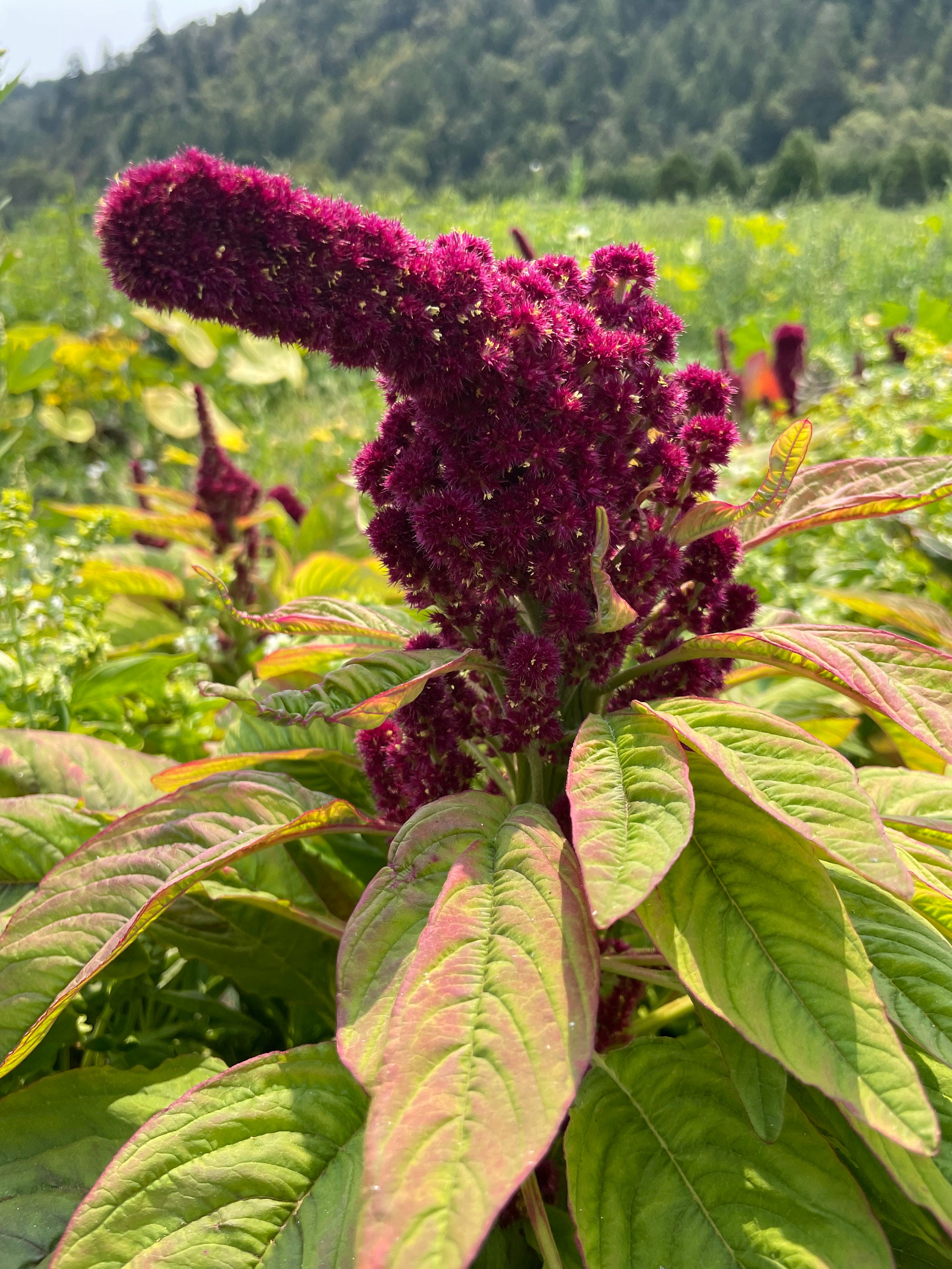 Elephant Head Amaranth - Etsy