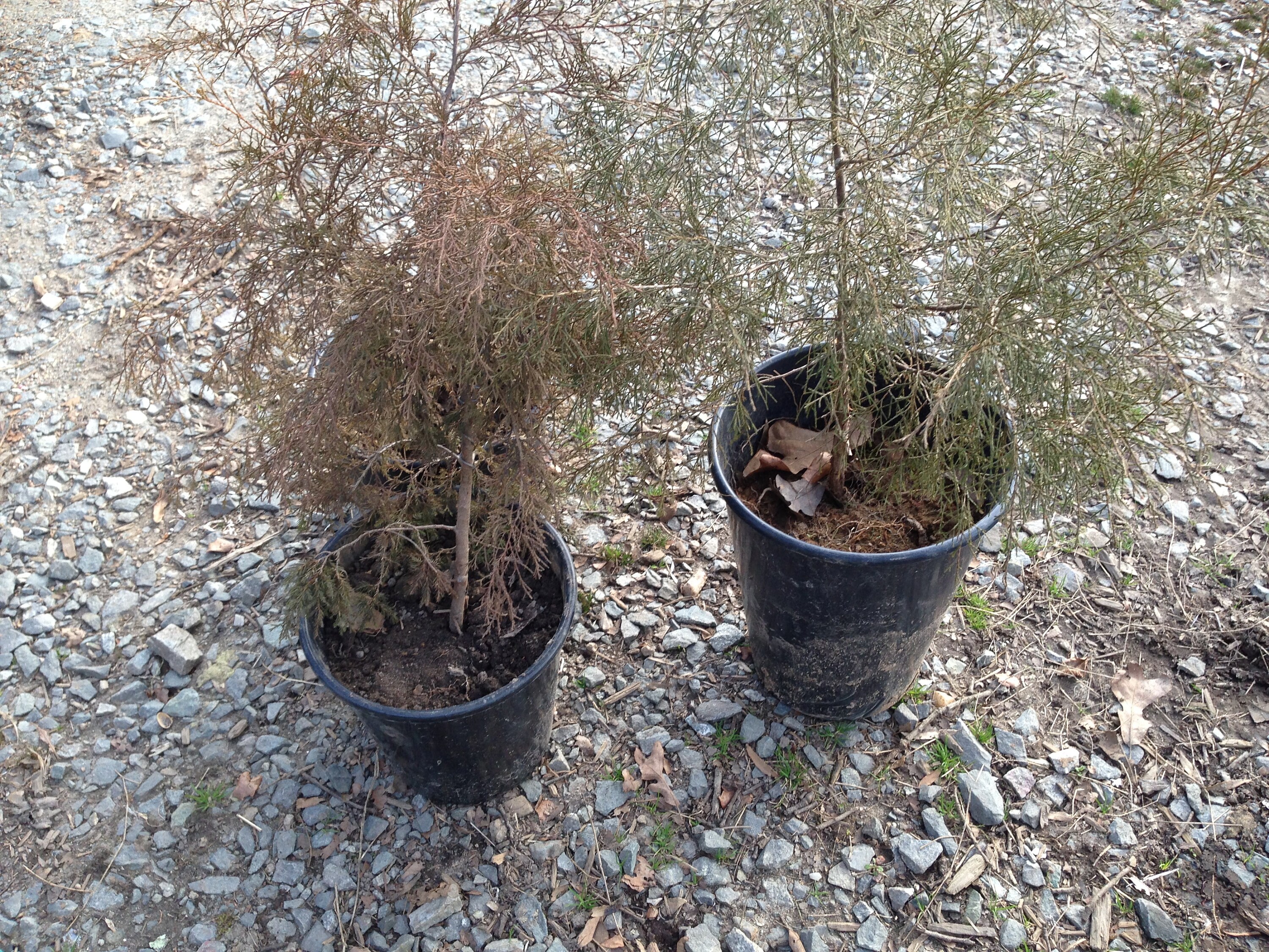 Small Cedar Trees - Etsy