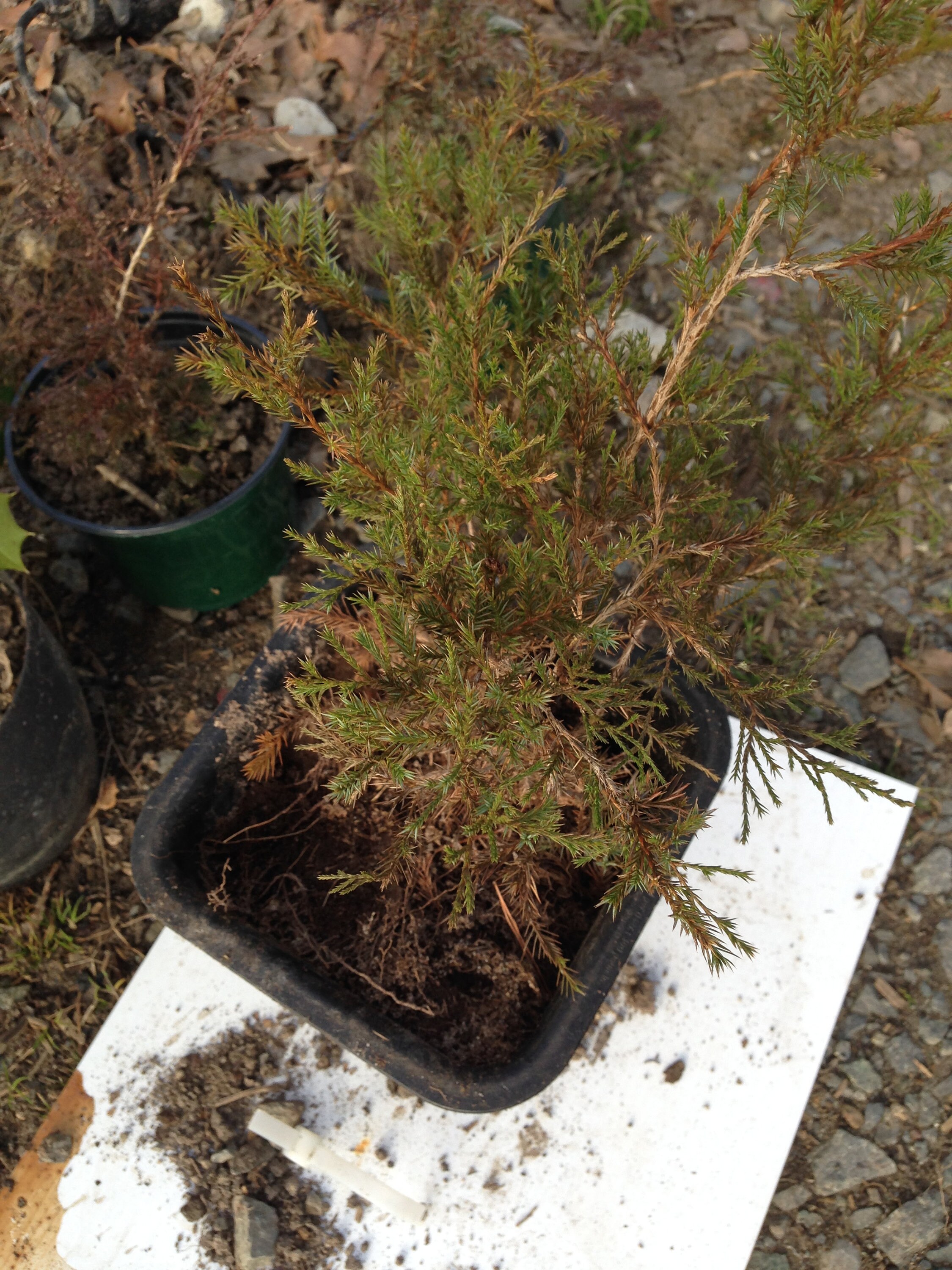Small Cedar Trees - Etsy