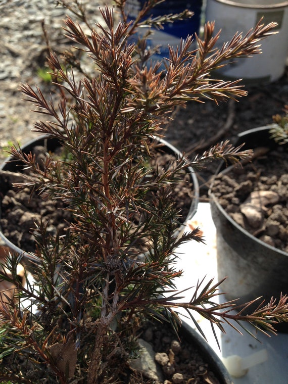 Small Cedar Trees | Etsy