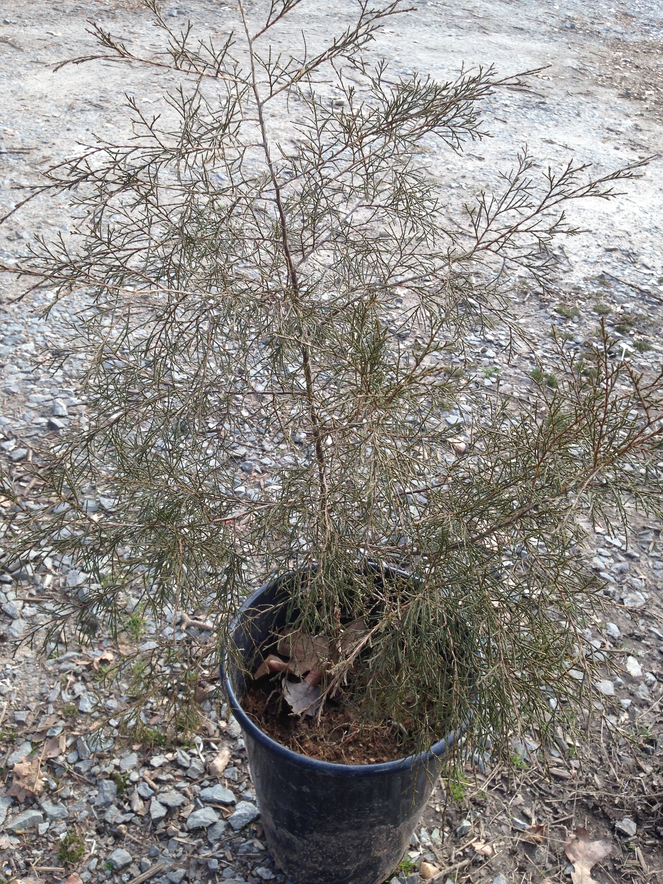 Small Cedar Trees - Etsy