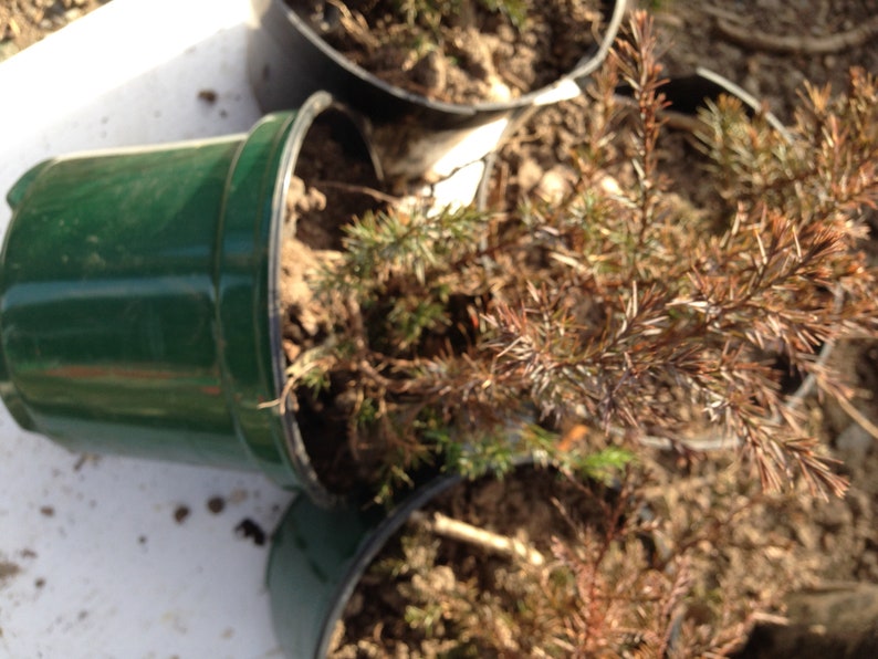 Small Cedar Trees - Etsy