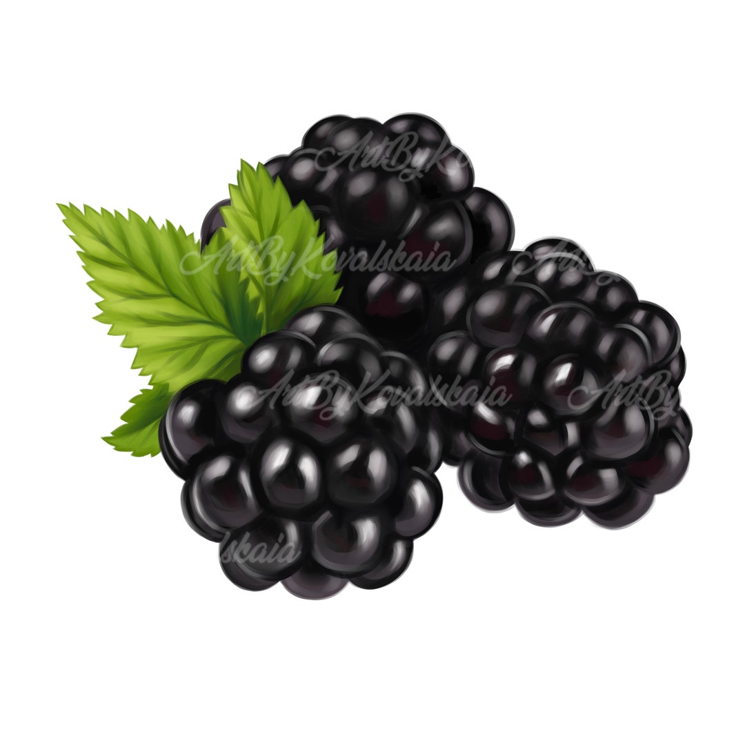 Blackberry PNG, Blackberry Clipart, Digital Download - Etsy Australia