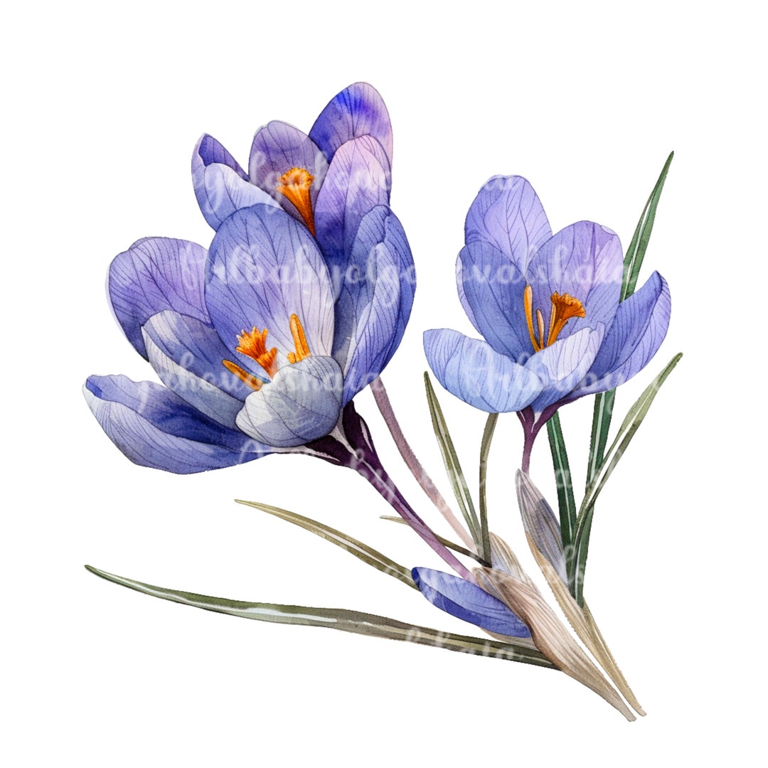 Flower Clipart, Flower PNG, Watercolor Crocus, Digital Download - Etsy