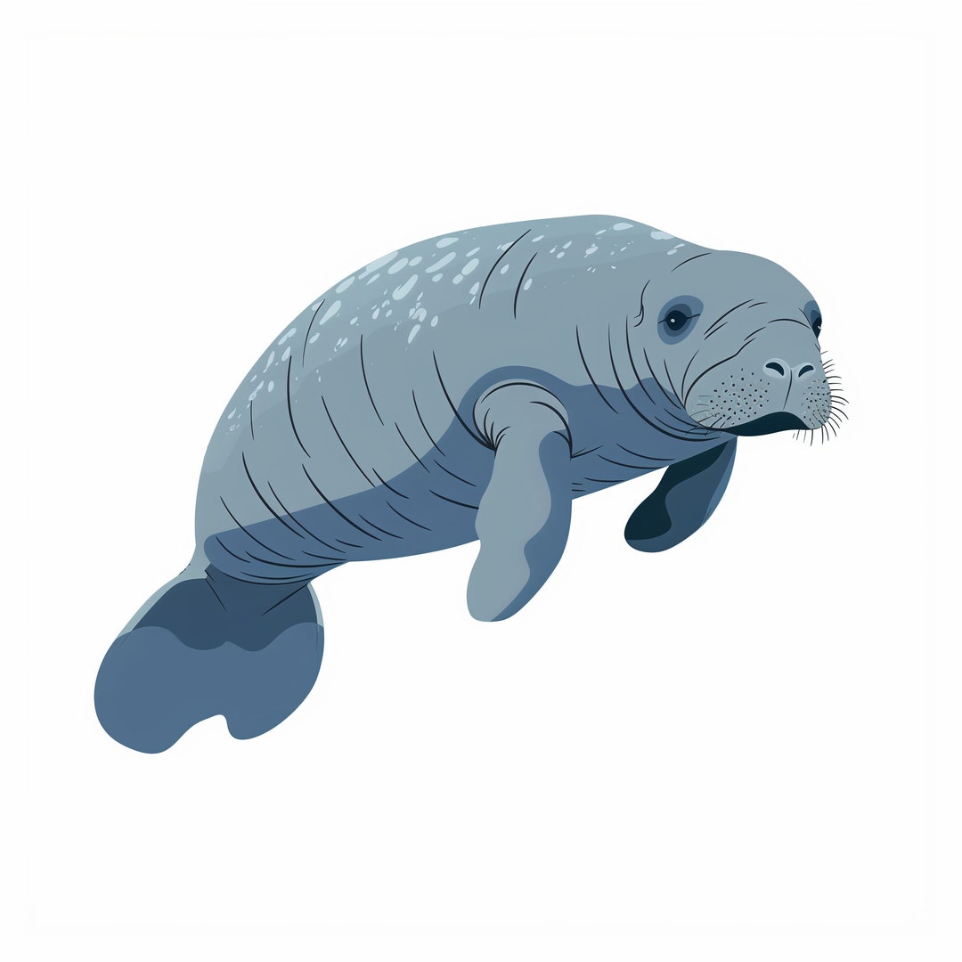 Manatee Clip Art, Manatee PNG, Digital Download - Etsy