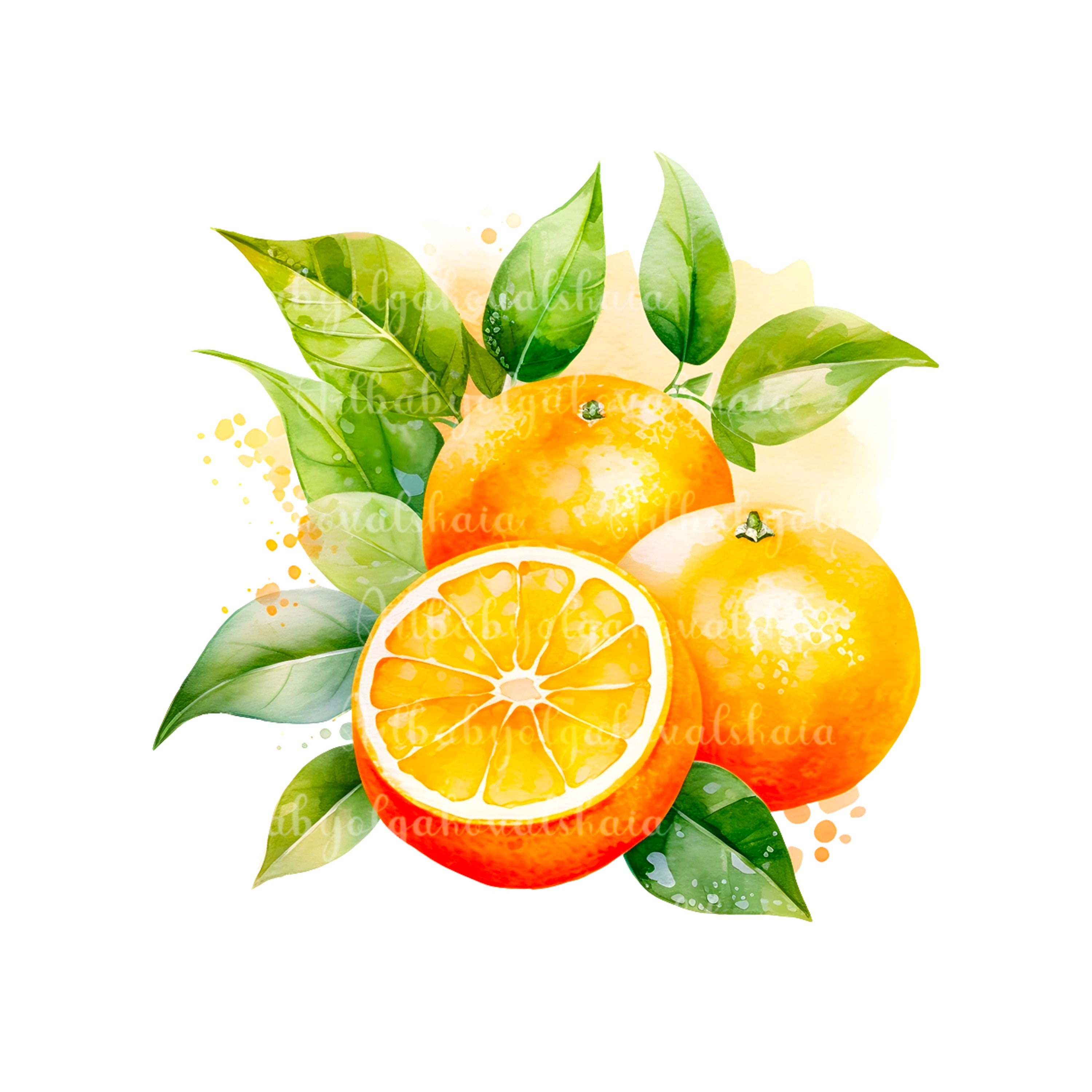 Watercolor Orange Clipart, PNG, Instant Download - Etsy UK