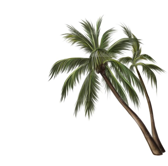 Palm Tree PNG Palm Trees PNG Palm Tree Digital Download - Etsy