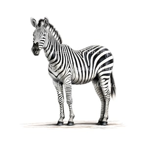 Watercolor Zebra PNG, Animals Clipart, Digital Download - Etsy