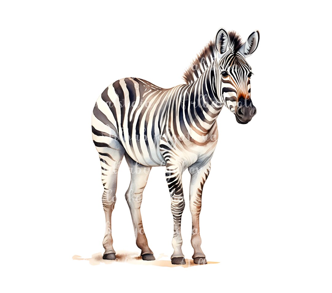Watercolor Zebra PNG, Animals Clipart, Digital Download - Etsy