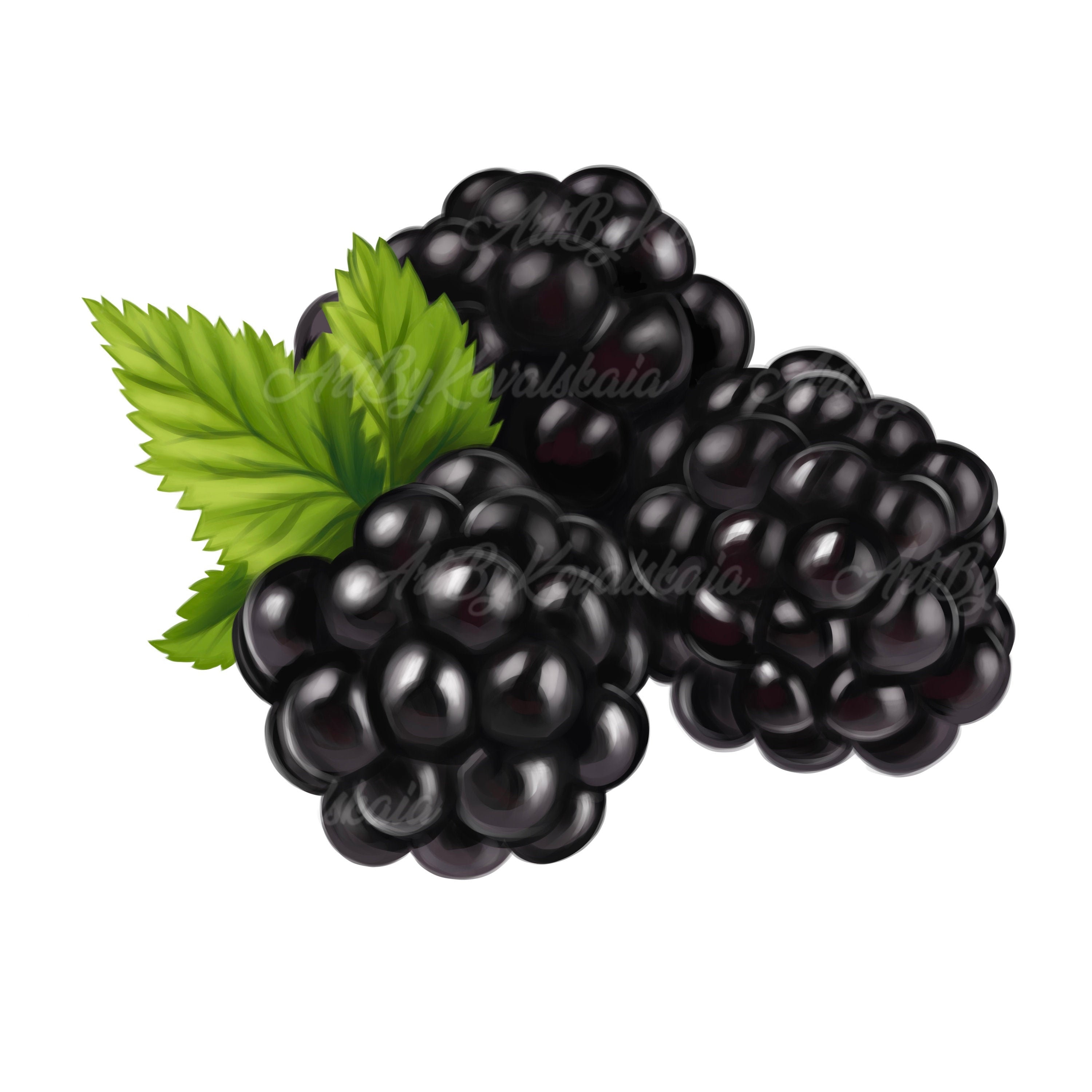 Blackberry PNG Blackberry Clipart PNG Digital Download | Etsy