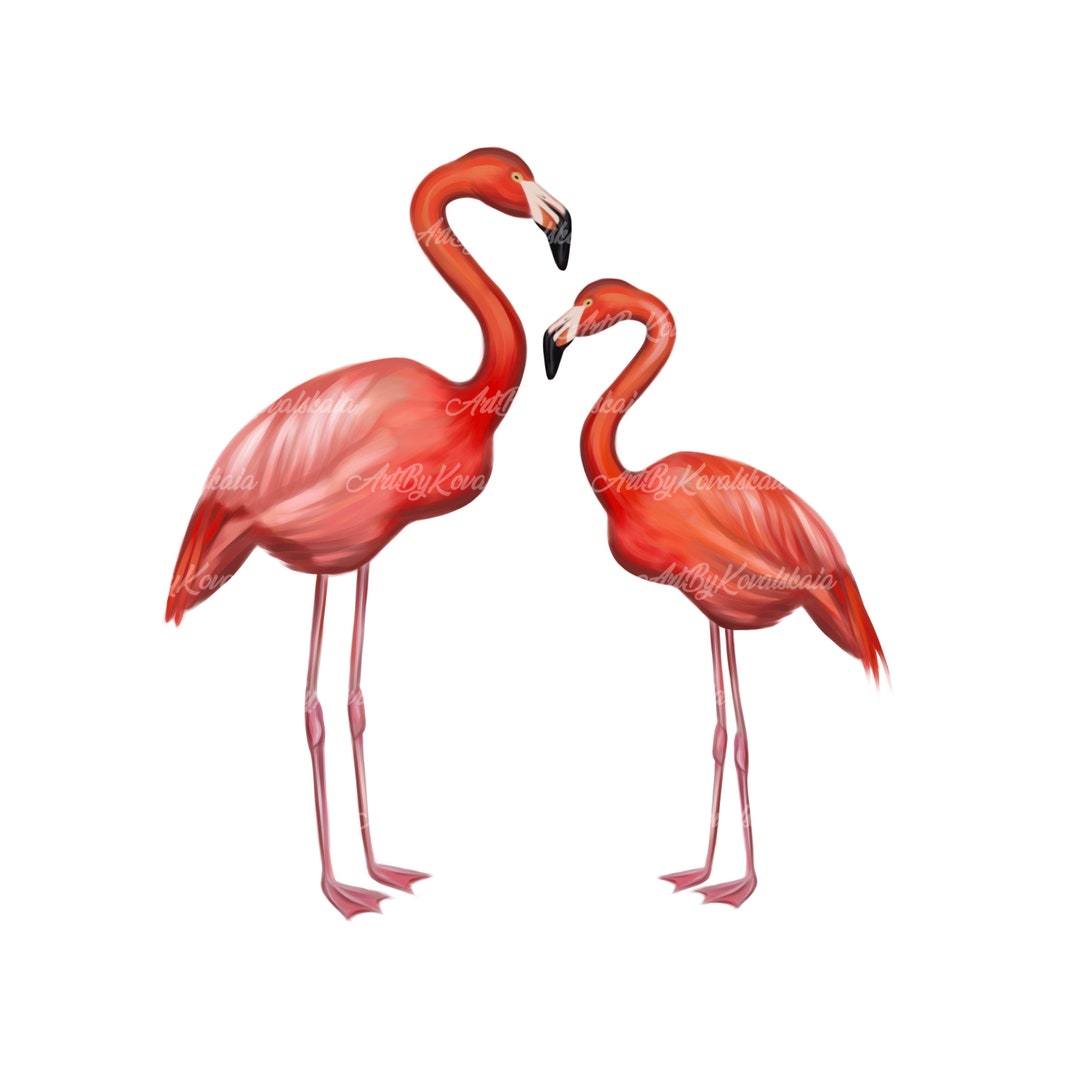 Two Flamingos Set PNG, Symbol of Florida, Flamingos Clipart, Flamingos ...