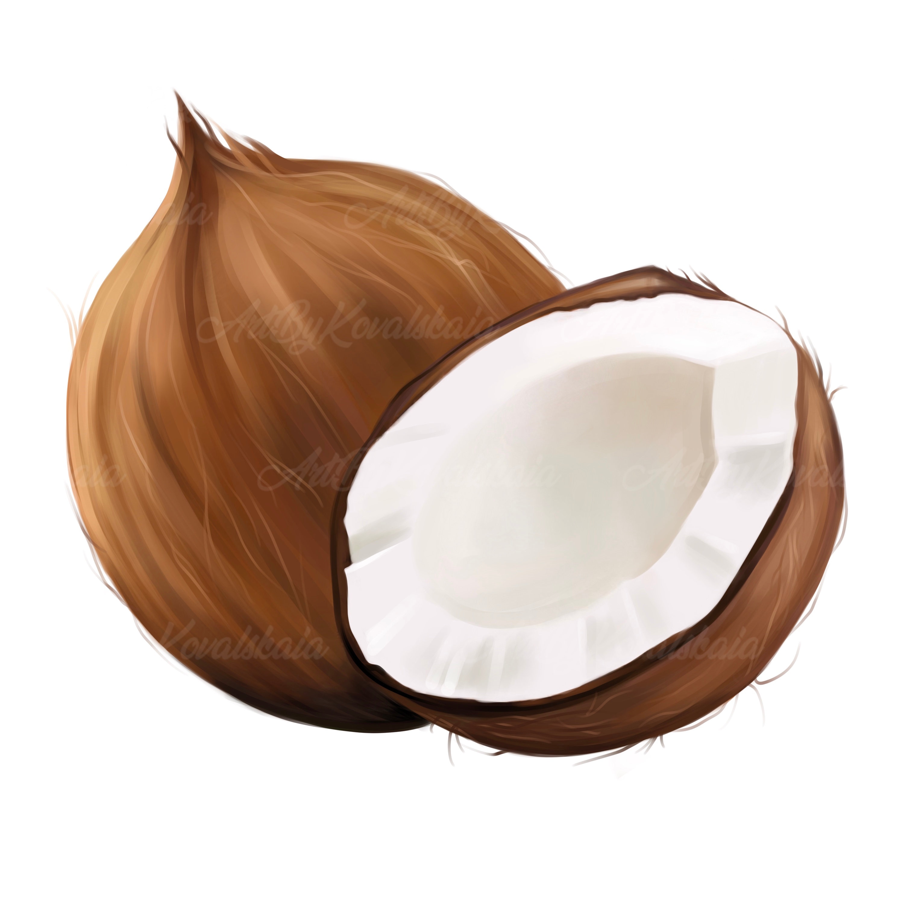 Coconut Clipart