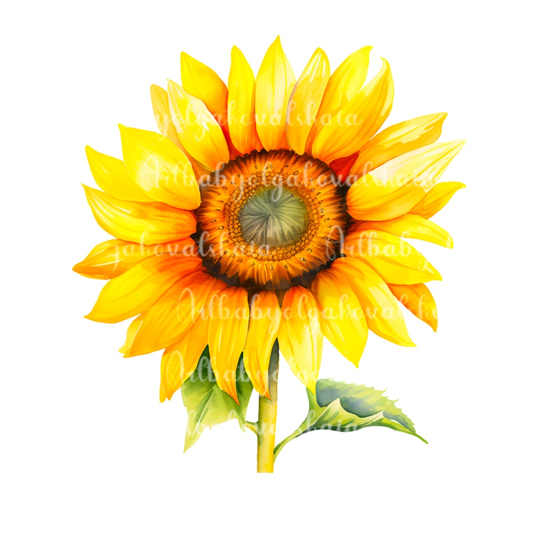 Watercolor Sunflower Clipart PNG, DIGITAL DOWNLOAD - Etsy