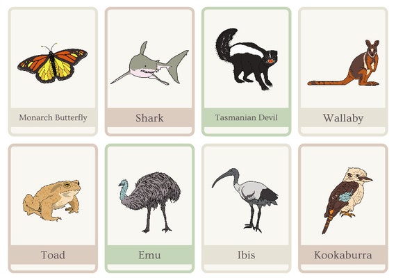 Australian Animal Kids Flash Cards | Etsy