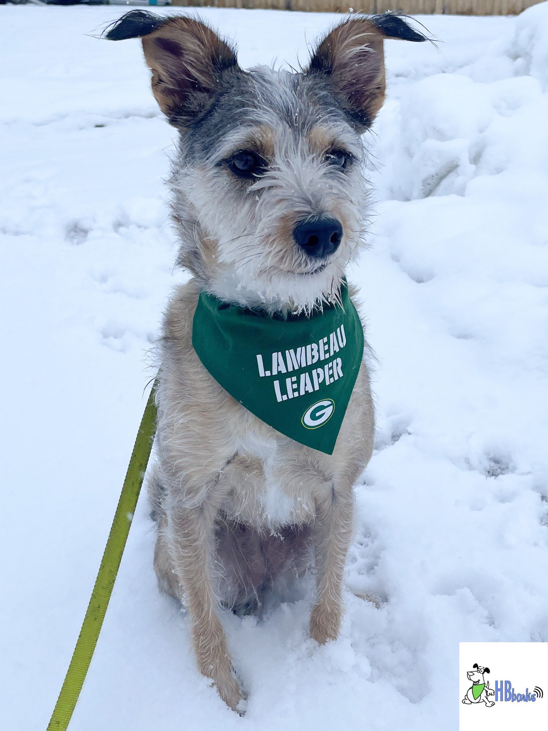 Green Bay Packers Lambeau Leaper Over the Collar Cat and Dog | Etsy