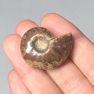 Natural Rainbow Whole Ammonite Fossil, Real Fossils, Collector Specimen ...