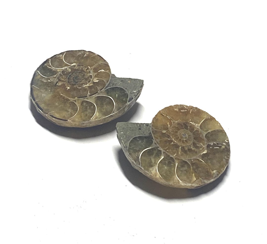 Rainbow Ammonite Fossil Set, Cut Fossil, Collector Specimen - Etsy