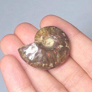 Natural Rainbow Whole Ammonite Fossil, Real Fossils, Collector Specimen ...