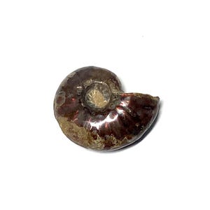 Natural Rainbow Whole Ammonite Fossil, Real Fossils, Collector Specimen ...