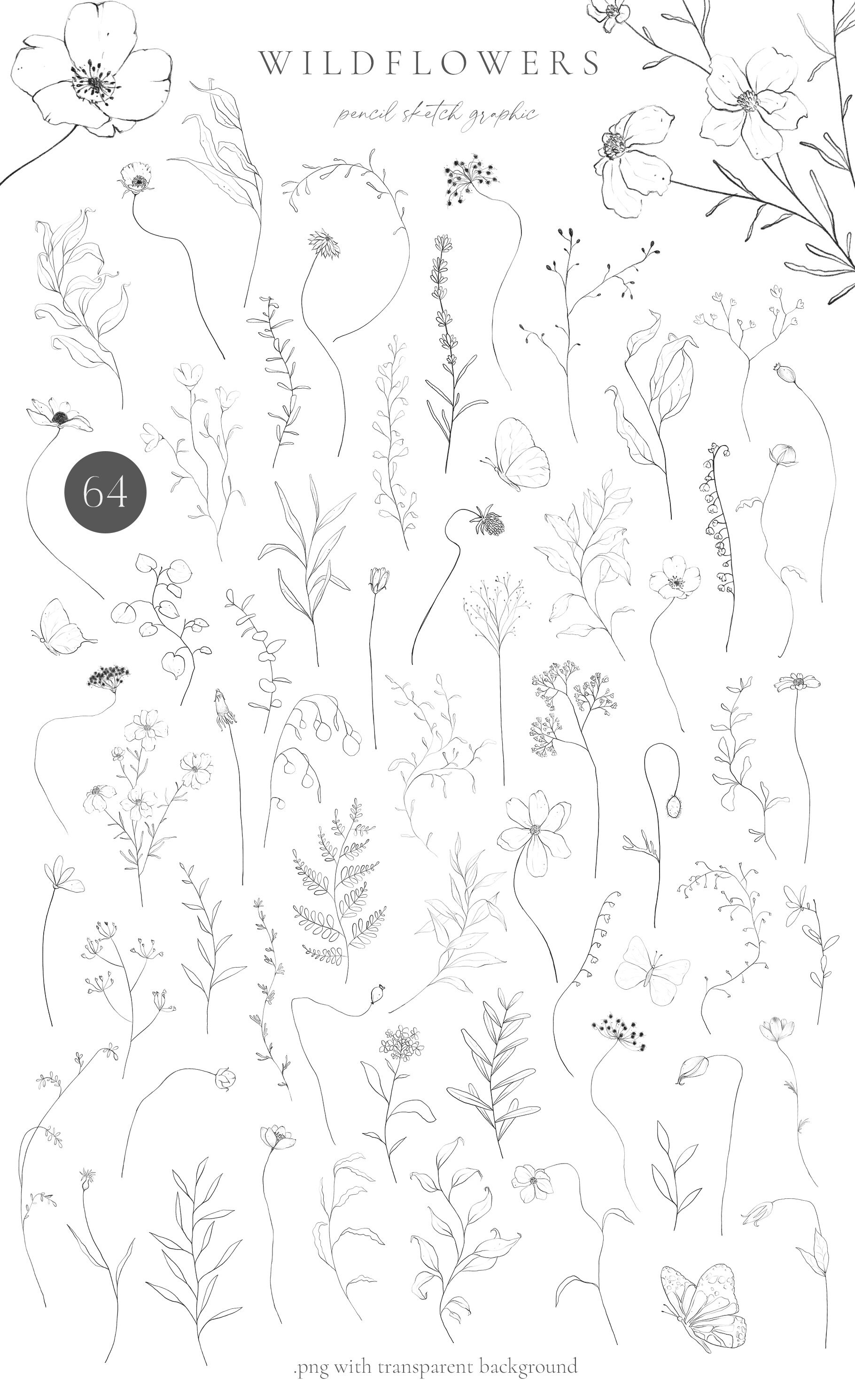 Botanical Pencil Line Art Clipart Wildflowers Fine Art PNG - Etsy
