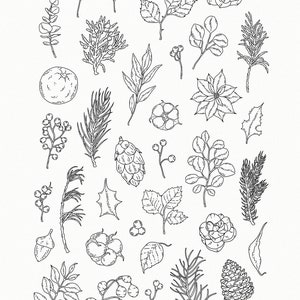 Winter Botanical Floral Line Art Clipart, Christmas Greenery Flowers ...