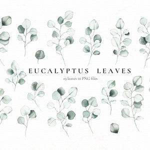 Watercolor Eucalyptus Tropical Green Leaves Clipart. Collection of ...
