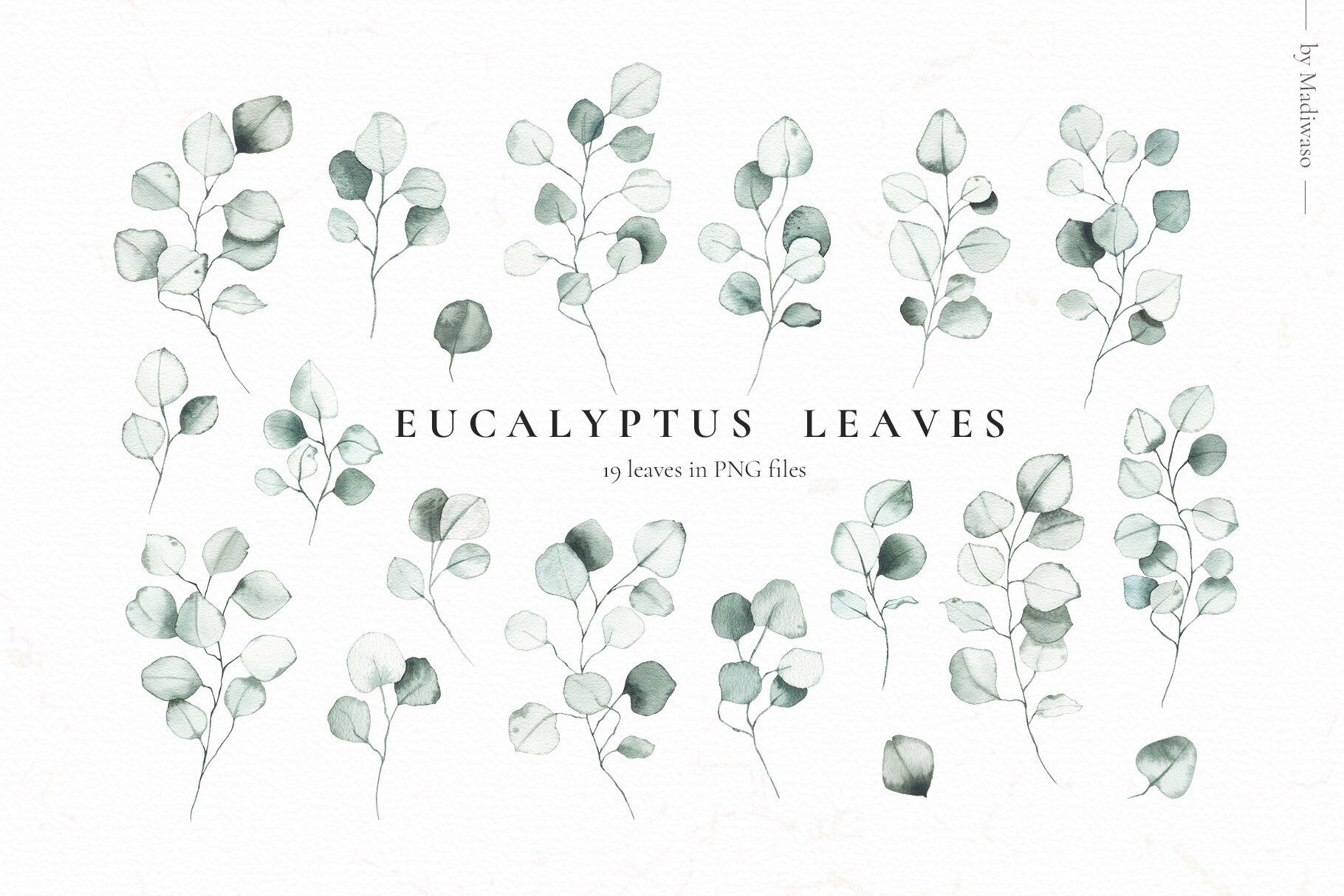 Watercolor Eucalyptus Tropical Green Leaves Clipart. | Etsy