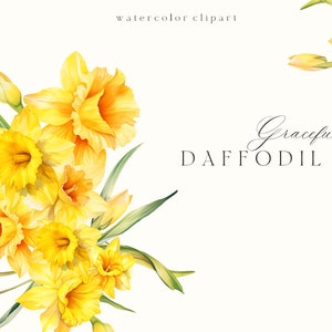 Watercolor Daffodil Clipart - Floral Yellow Daffodil Bouquets ...