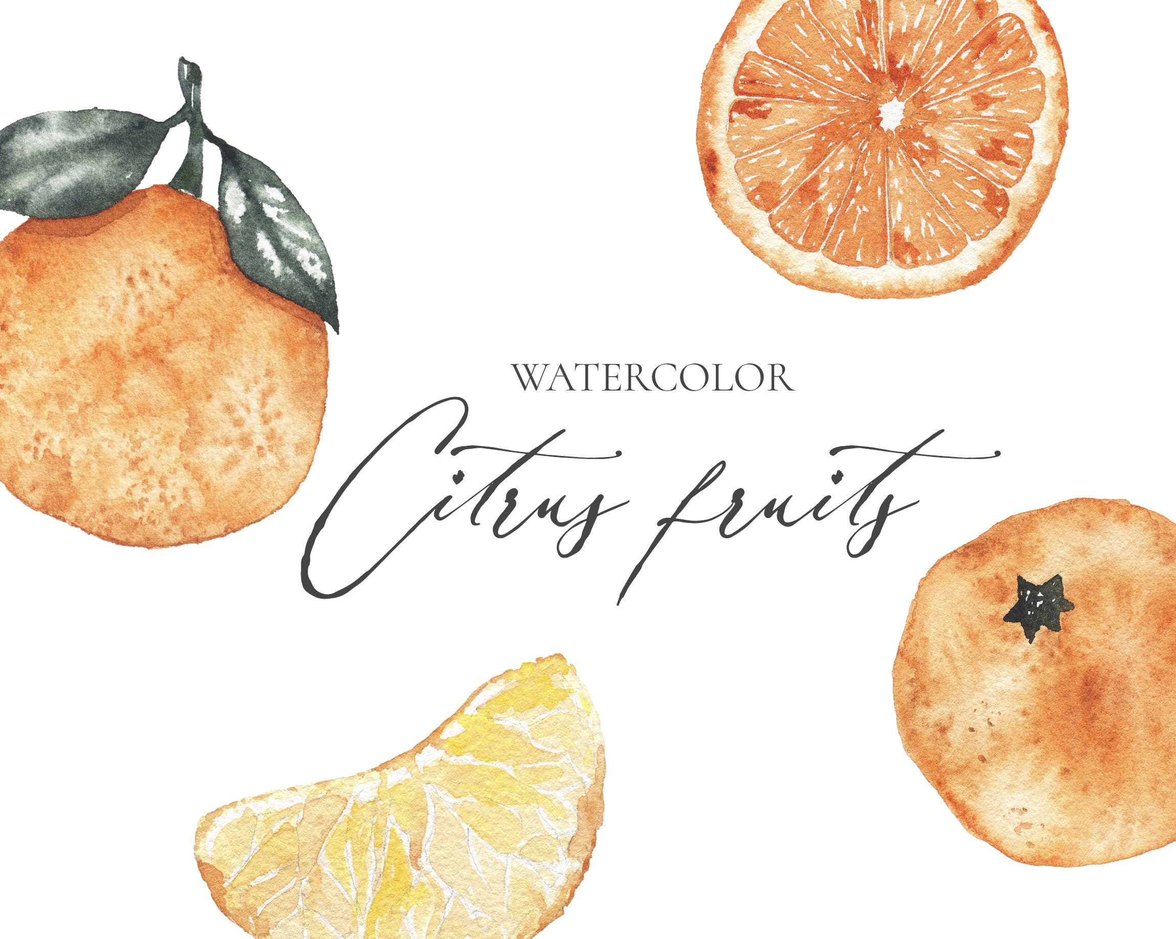 Watercolor Citrus Fruits Clipart Oranges Tangerines - Etsy