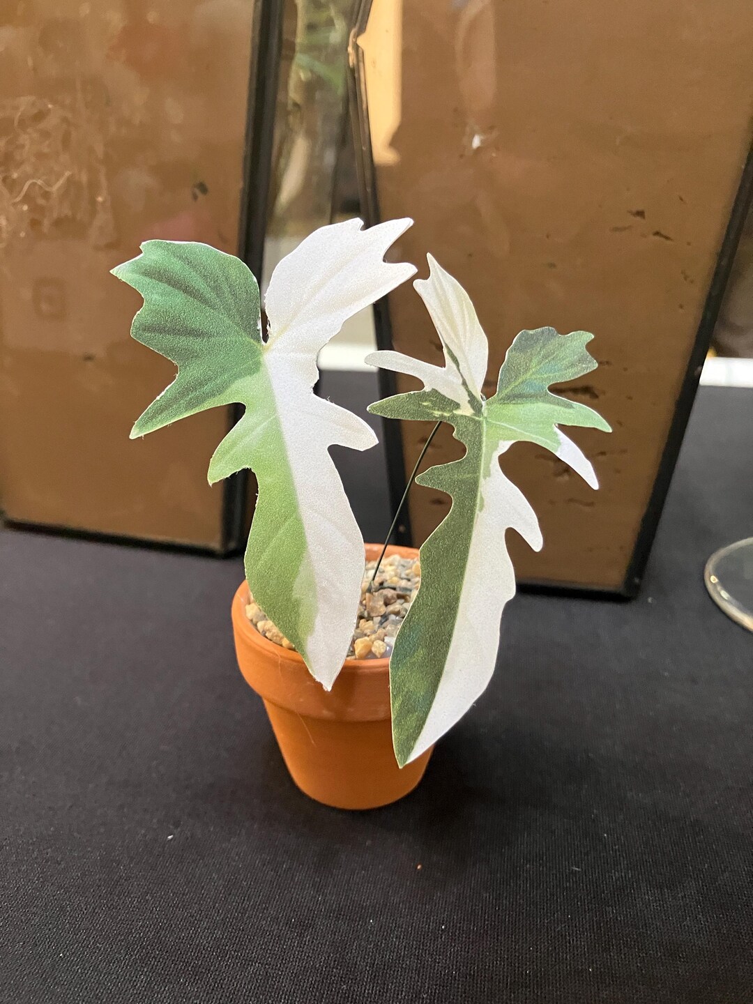 Paper Plant Decoration Variegated Golden Dragon - Etsy
