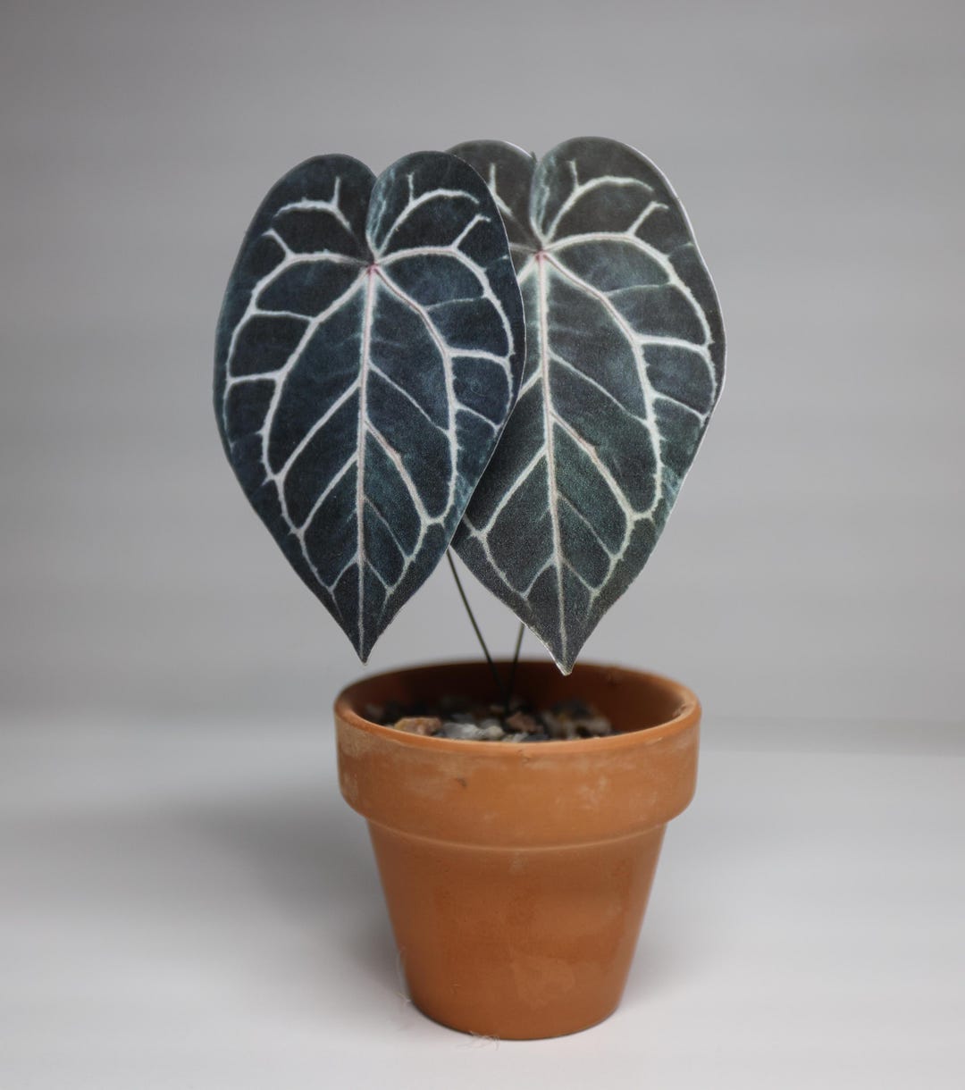 Paper Plant Decoration Anthurium Doc Bloc Lineage - Etsy