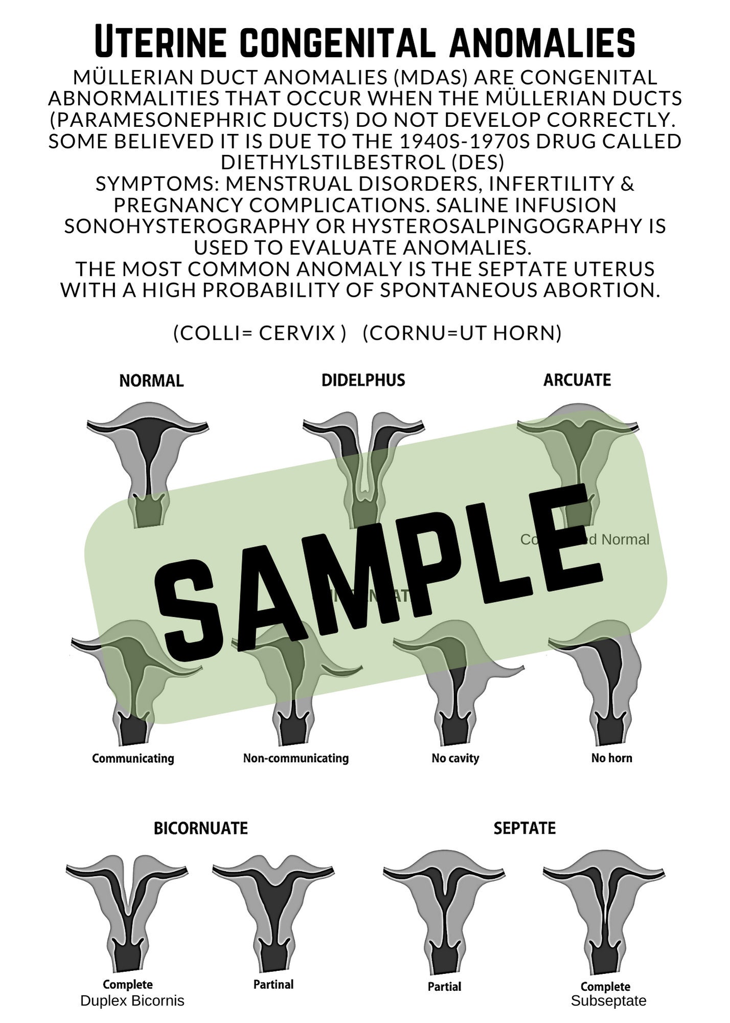 ARDMS GYN Ultrasound Review, Instant Download Terms Pathology ...