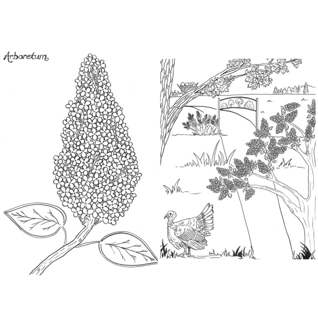 2 Pages Arboretum - Madison Wisconsin Coloring Pages. "color My City ...