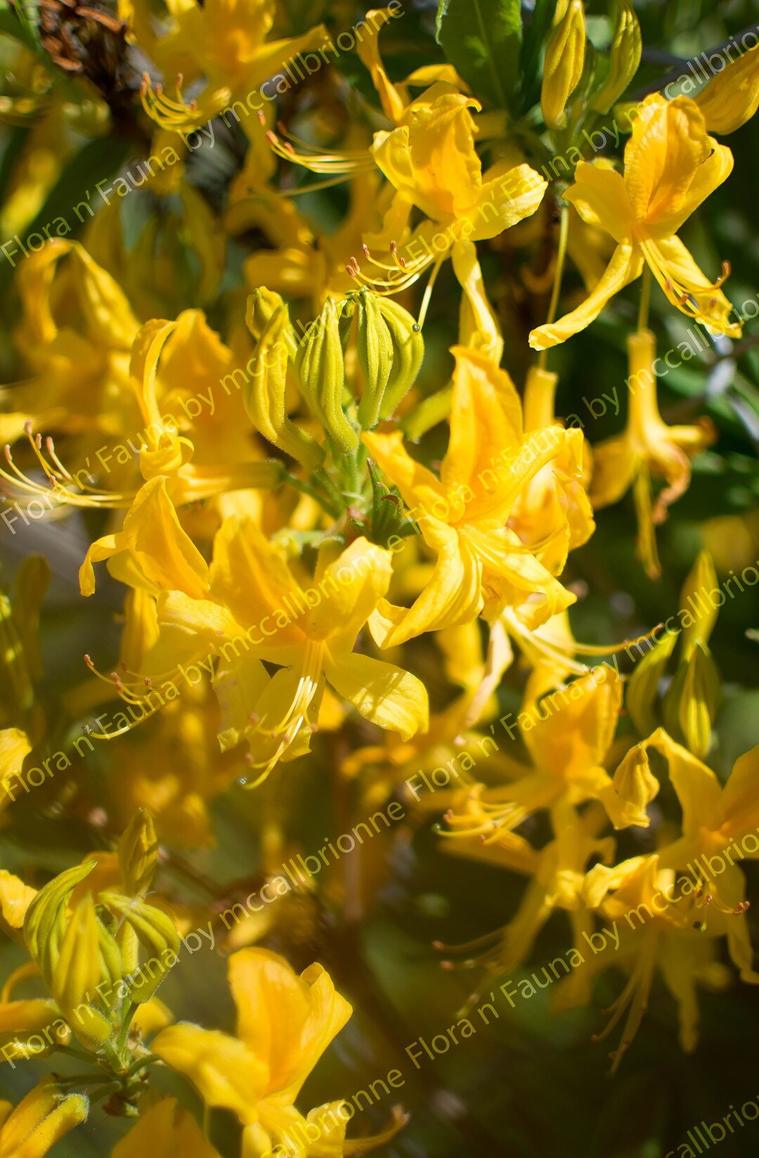 Yellow Azaleas - Etsy