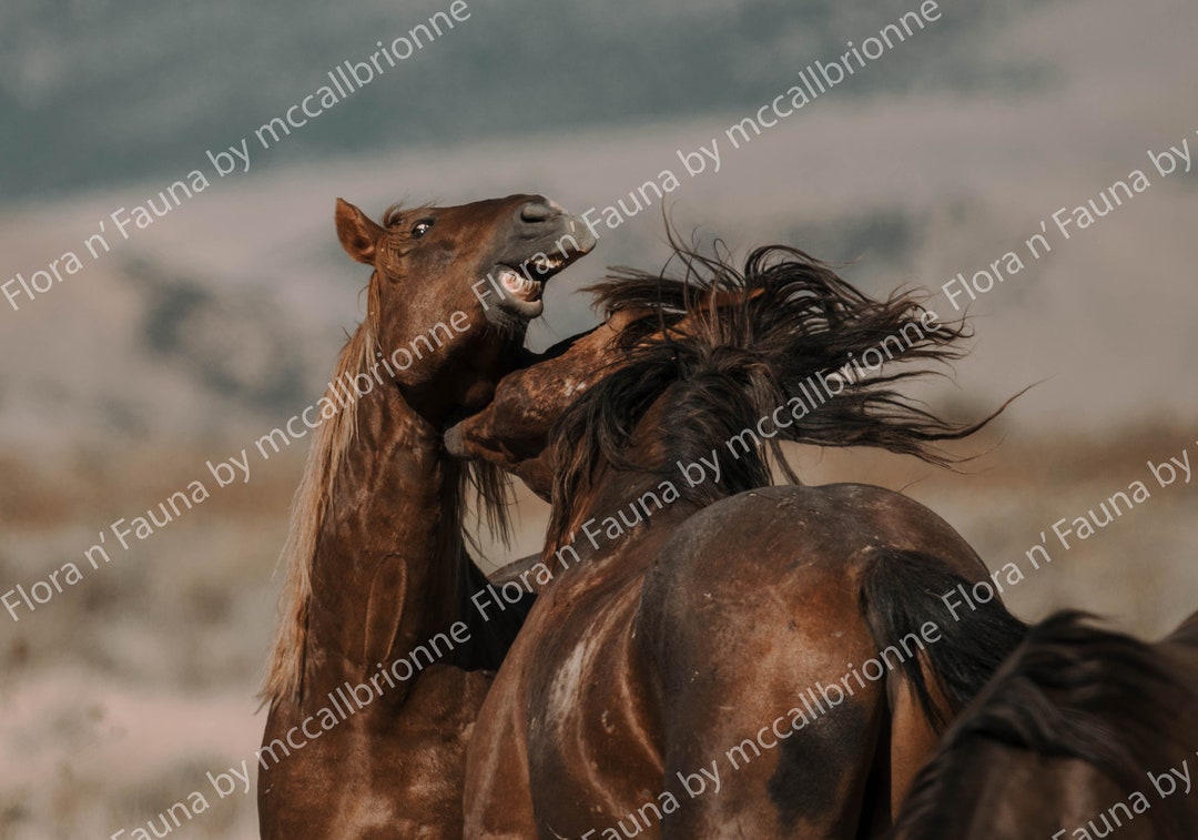Wild Mustangs Fighting - Etsy