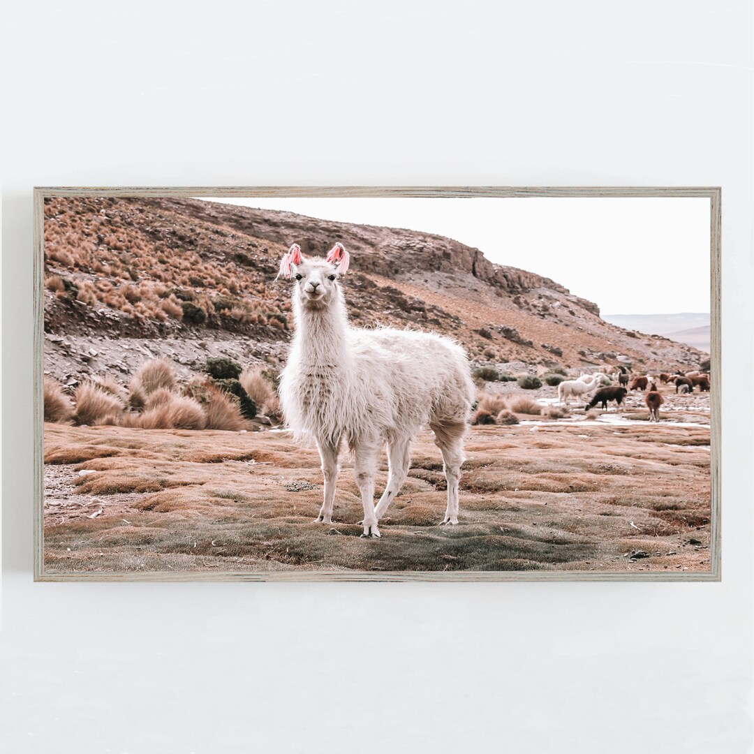 Llama Frame TV Art, Samsung Frame TV, Llama Wall Art, Animal Wall Art ...