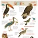 Educational Birds Fun Facts Poster Digital Download | Bird Print ...