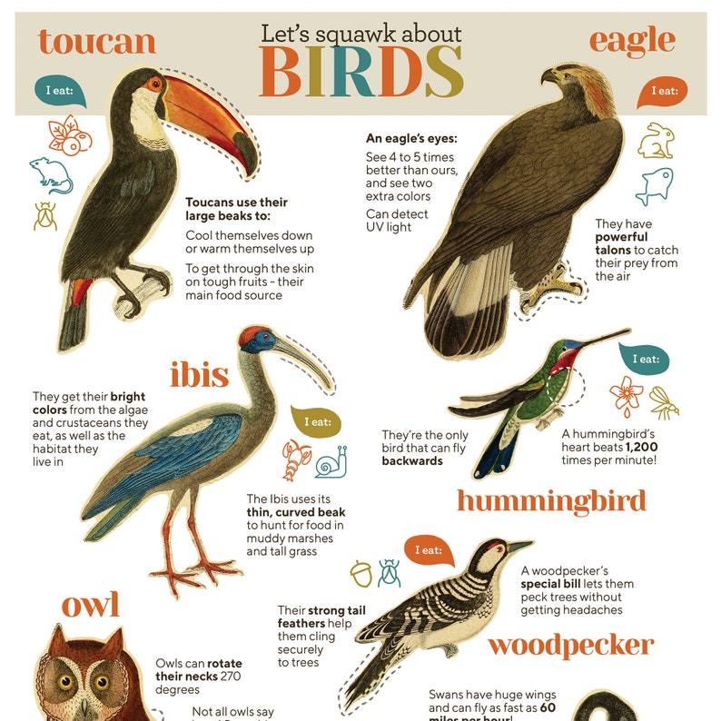 Educational Birds Fun Facts Poster Digital Download | Bird Print ...