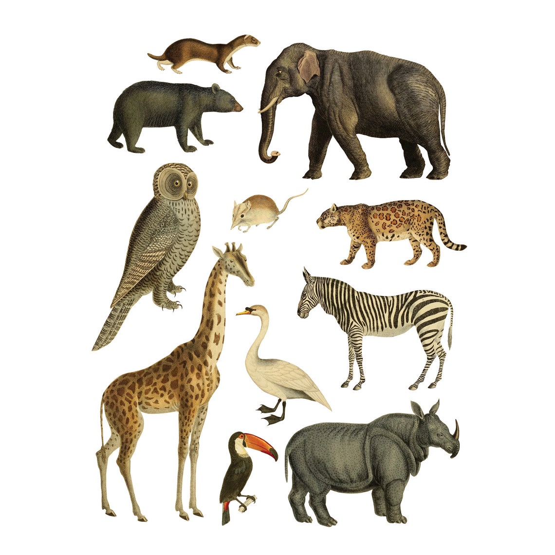 Vintage Zoo Animal Clipart, Vintage Graphics (PNG Digital Download) - Etsy