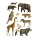 26 PNG Vintage Zoo Animal Clipart Digital Download, Animal Clip Art ...