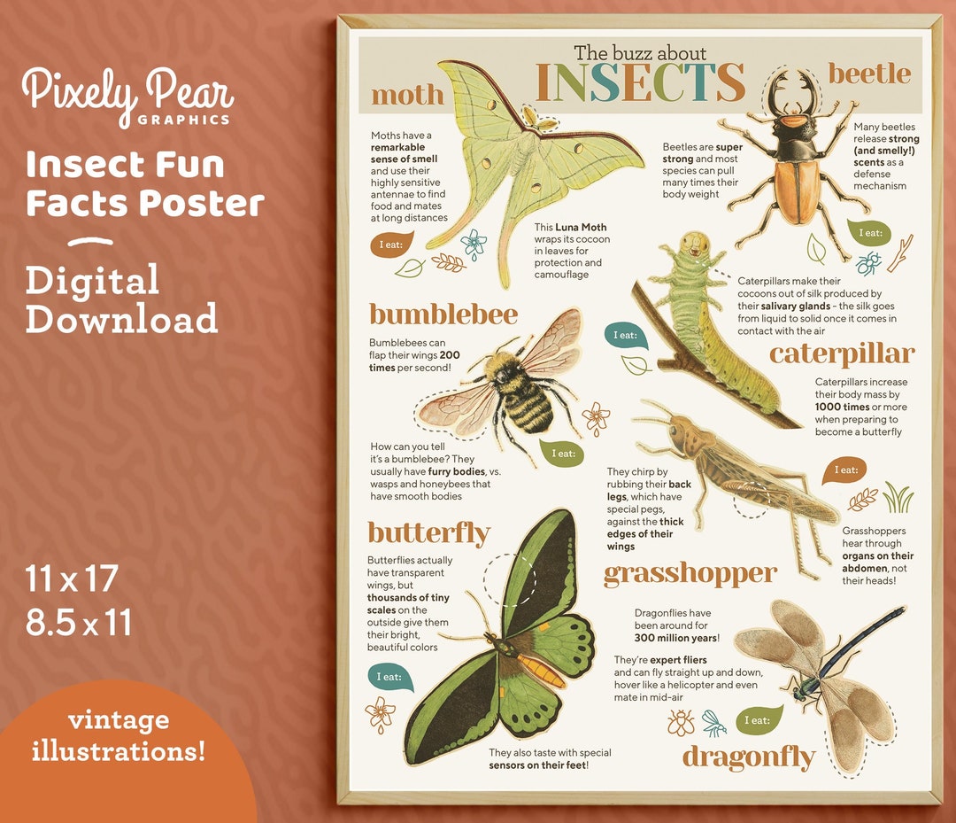 Educational Bugs Fun Facts Poster Digital Download | Insects Print ...