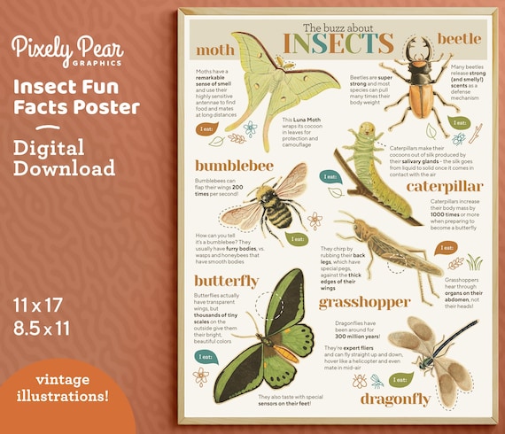 Educational Bugs Fun Facts Poster Digital Download Insects - Etsy
