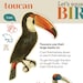Educational Birds Fun Facts Poster Digital Download | Bird Print ...