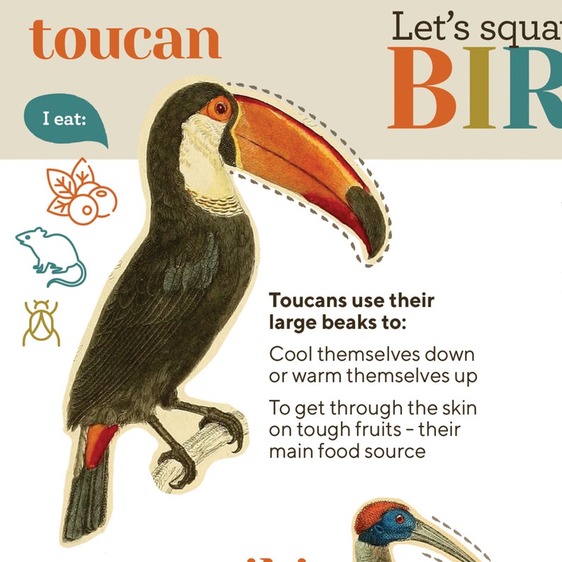 Educational Birds Fun Facts Poster Digital Download | Bird Print ...