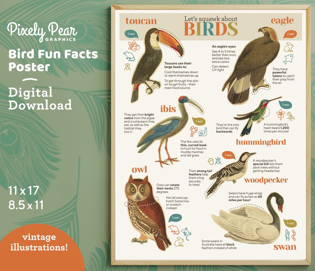 Educational Birds Fun Facts Poster Digital Download | Bird Print ...