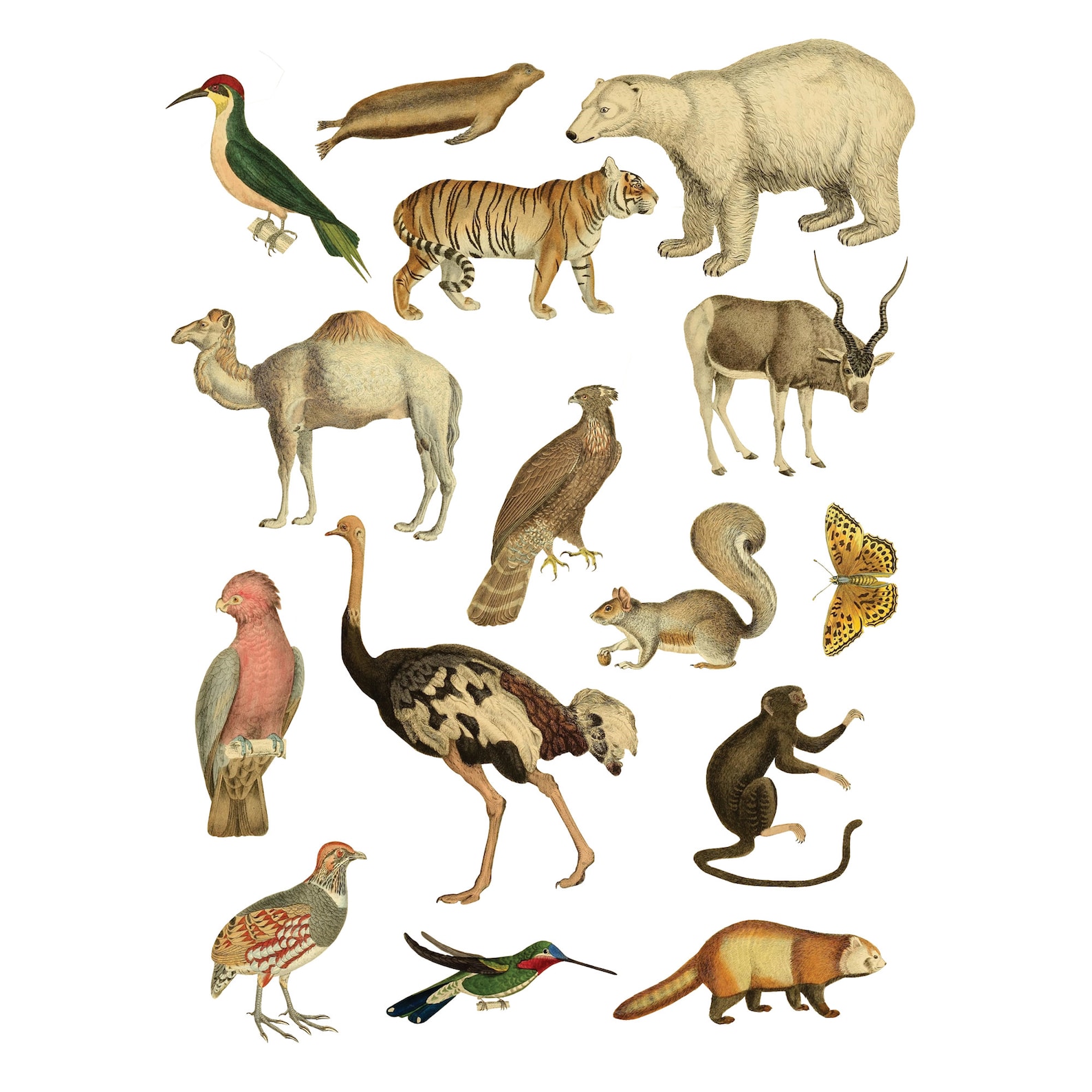 Vintage Zoo Animal Clipart, Vintage Graphics (PNG Digital Download) - Etsy