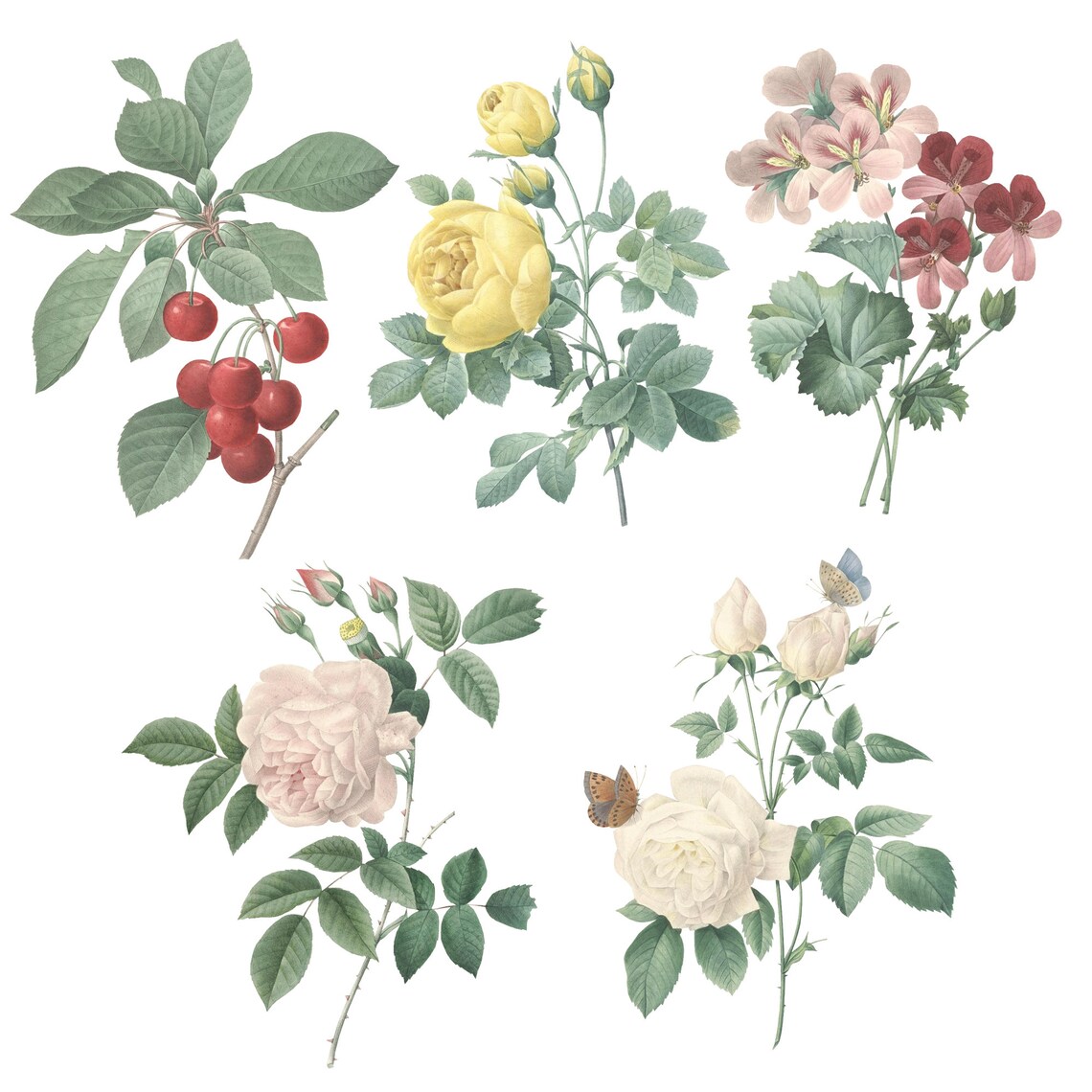 10 PNG Vintage Pastel Flower Illustrations Digital Download, Botanical ...