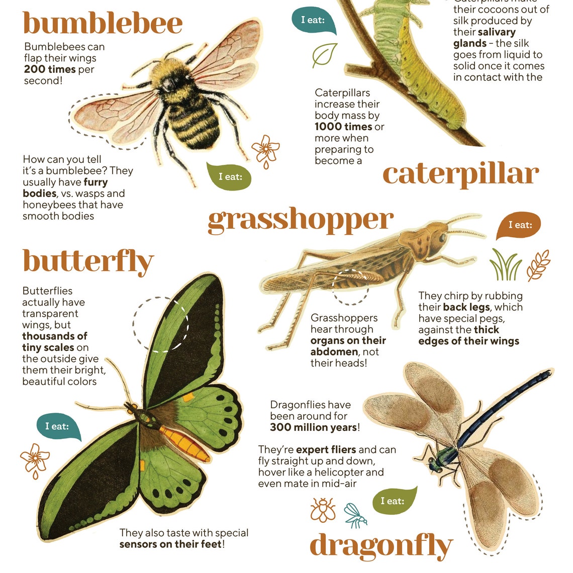Educational Bugs Fun Facts Poster Digital Download | Insects Print ...